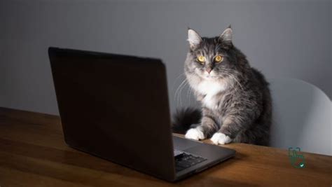 Image result for Best Linux Notebook