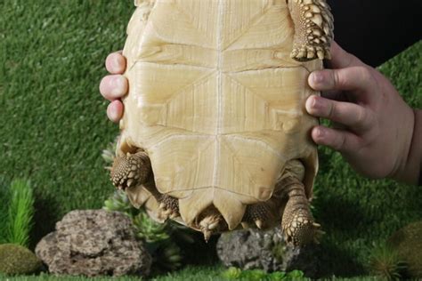 Image result for Tortoise Body Parts