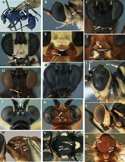 Image result for Morphological Characteristics Examples
