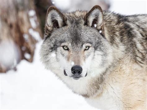 Image result for Wolves Calgary Zoo