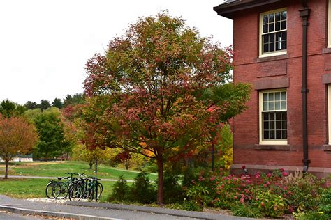 Image result for Gingerbread Maple Tree