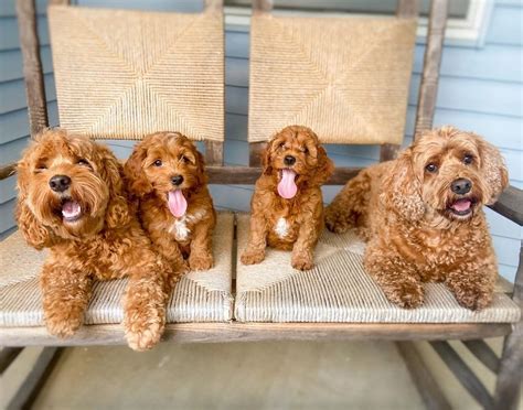 Image result for Breeders Cockapoo Dogs