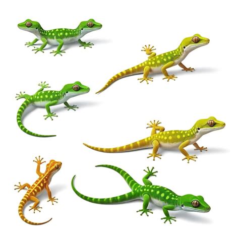 Image result for Different Color Lizards