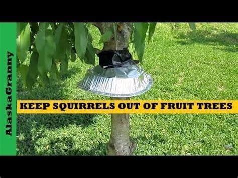 Image result for Getting Squirrels Out of Trees