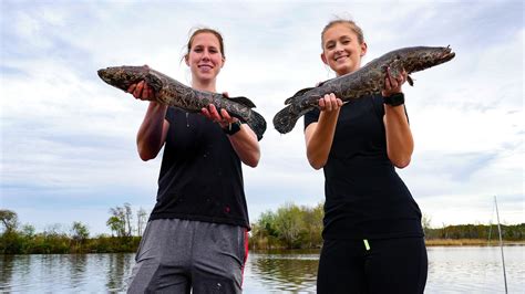 Image result for Snakehead Fish Hunting
