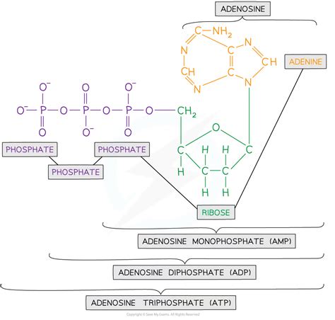 Image result for ATP Structural Formula
