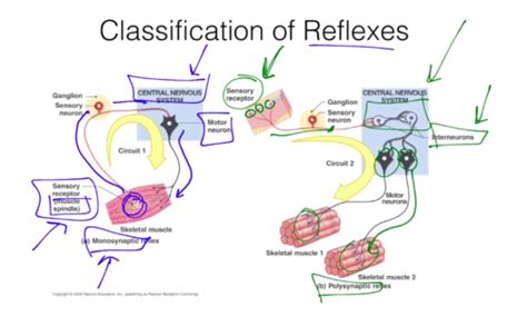 Image result for Components of Reflex Arc