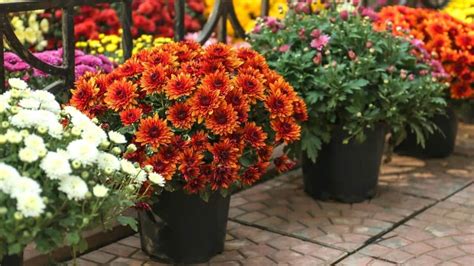 Image result for Planting Mums in Containers