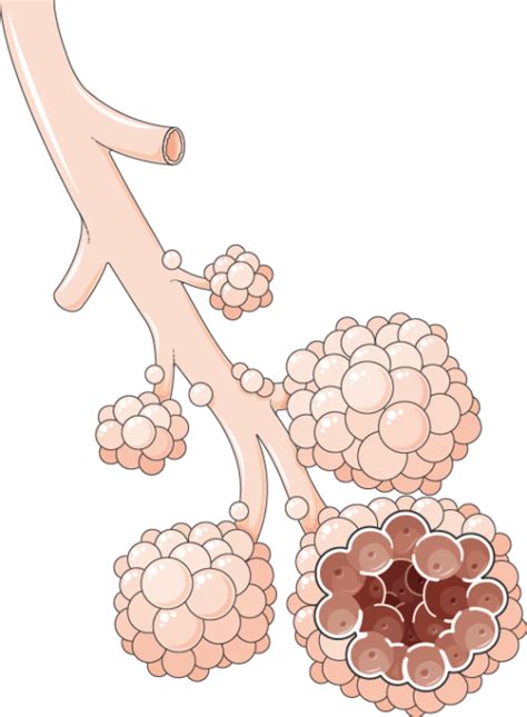 Image result for Intrapulmonary Air Space