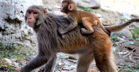 Image result for Macaque Behavior