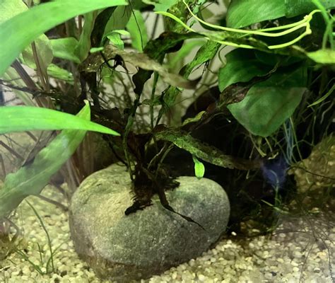 Image result for Java Fern Dying