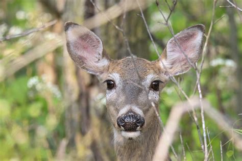 Image result for Doe Face Tutorial