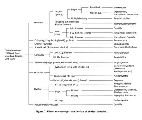 Image result for Direct Microscopic Count