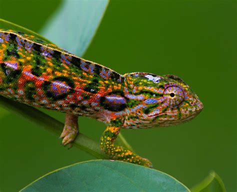 Image result for Different Color Lizards