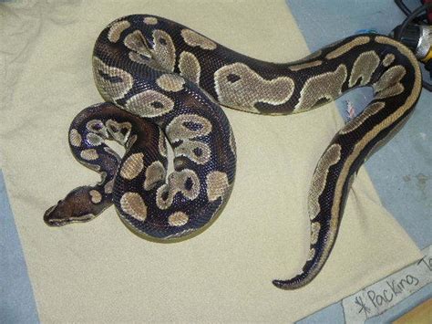 Image result for Adult Ball Python