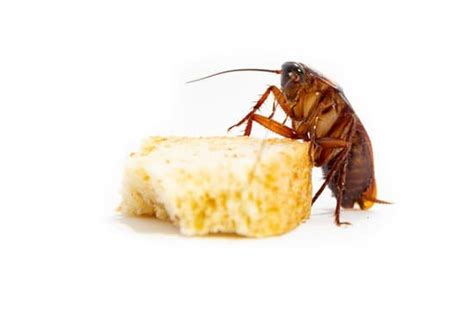 Image result for Poisonous Cockroach