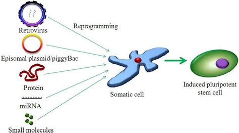 Image result for Stem Cell Reprogramming