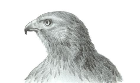Image result for Hawk Drawing Brid