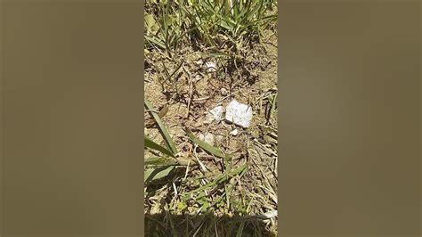 Image result for Godzilla Fast Part