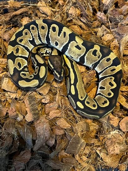 Image result for Regular Ball Python