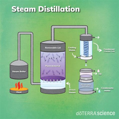 Image result for Steam Distillation Procedure