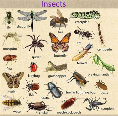 Image result for Insects and Names