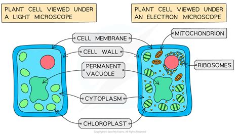 Image result for Cell Structure Revision Notes