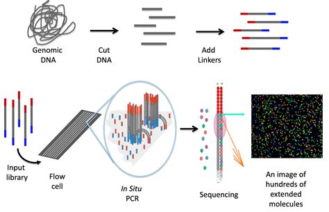 Image result for Parallel Sequencing