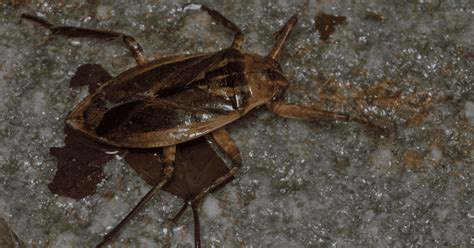 Image result for Cockroach Look Alike