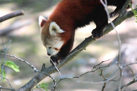 Image result for Red Panda Call