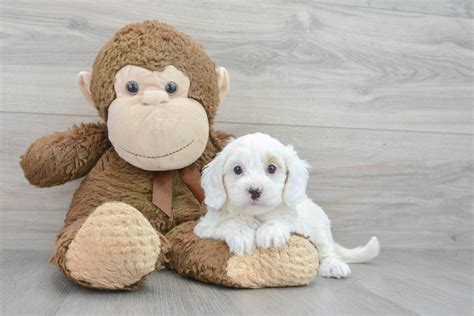 Image result for Cavapoo All White