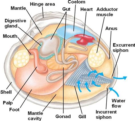 Clam Dissection - JKL Bahweting Middle School