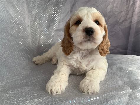 Image result for Red and White Cockapoo