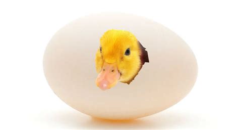 Image result for Ducklings Hatching