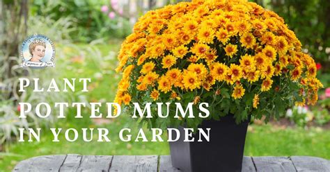 Image result for Planting Mums in Containers