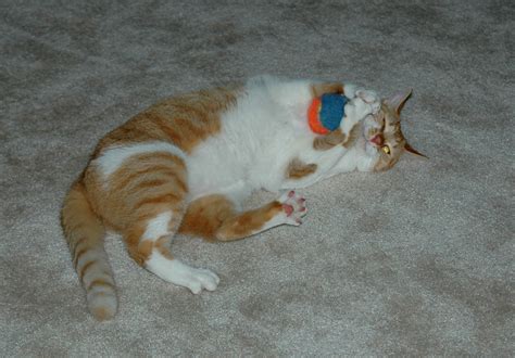 Image result for Cat Playing Rust