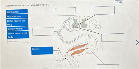 Image result for Components of Reflex Arc