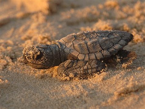 Image result for Sea Turtle Reproduction