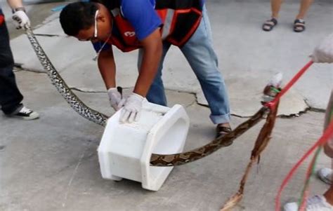 Image result for Python Attack Und Kids