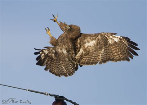 Image result for Hawk Attacking