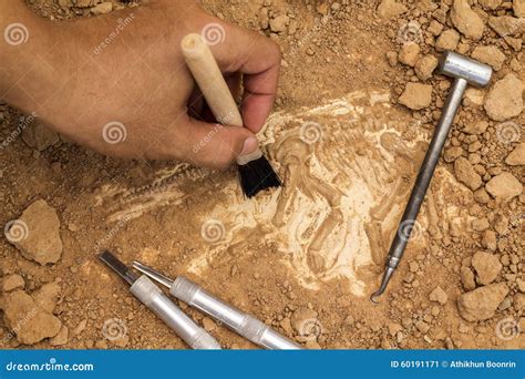 Image result for Fossil Digging