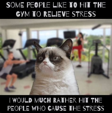 Image result for Grumpy Cat Humor