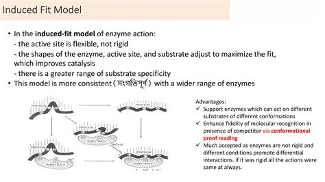 Image result for Exercise 1 Enzyme Specificity