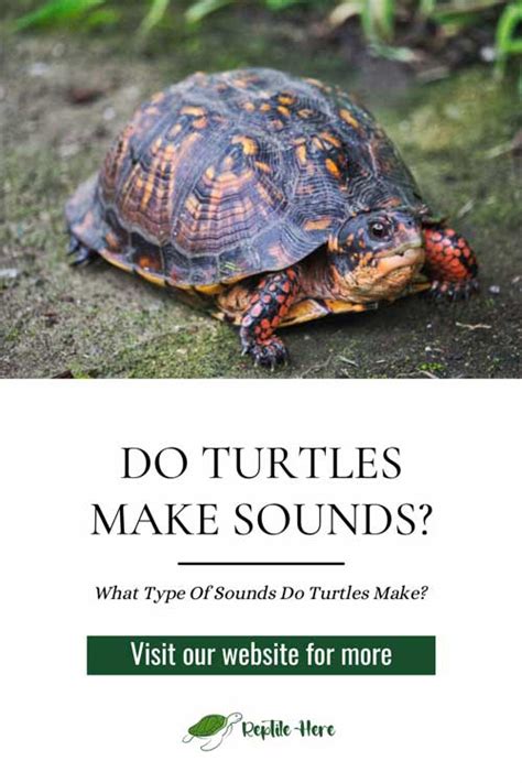Image result for Turtles Making Sounds
