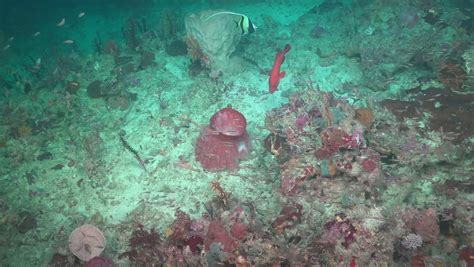 Image result for Finding Nemo Australian Current