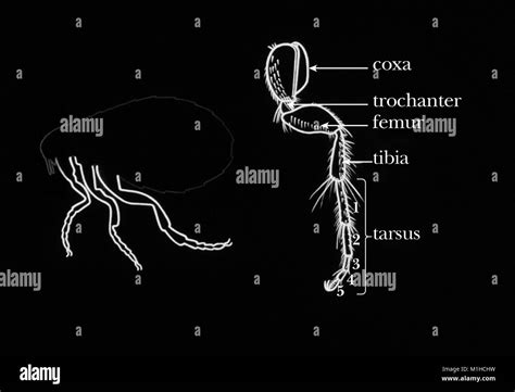 Image result for Morphological Traits Examples