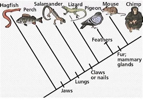 Image result for How to Make Cladogram