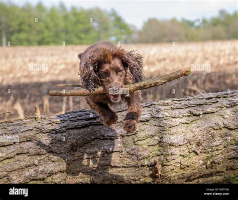 Image result for Working Cocker Training