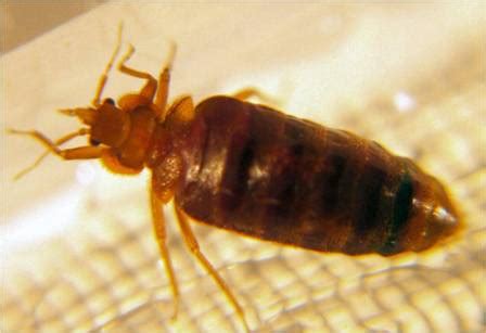 Image result for Bed Bug Identification