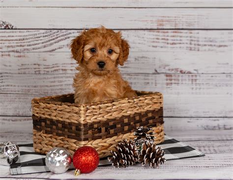 Image result for Golden Cavapoo